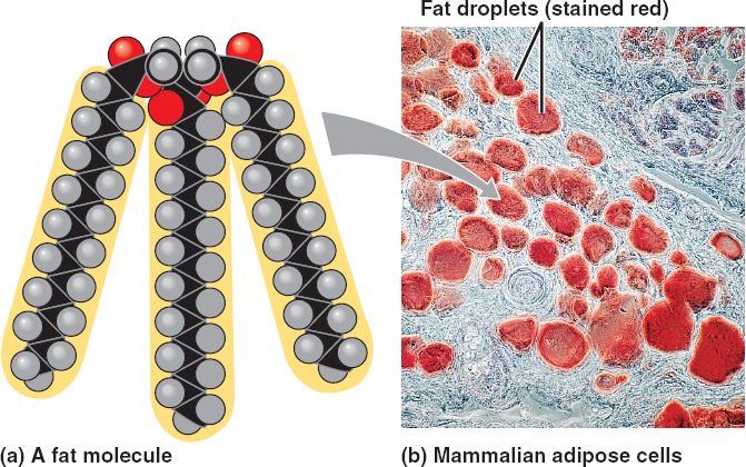fat.html 04_06FatMolecule_CL.jpg
