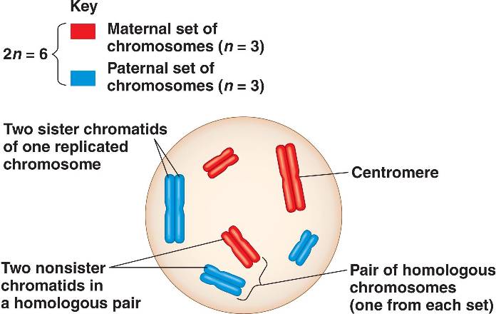 chromosomes.html 13_04DescribChromosomes-L.jpg